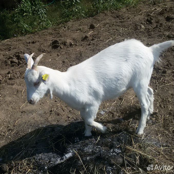 Молочная козочка