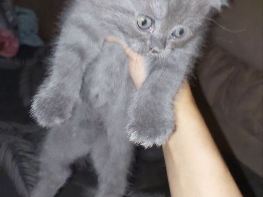 Британский котёнок