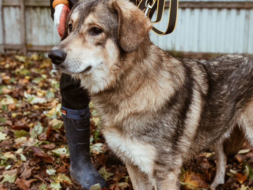 Собака в добрые руки