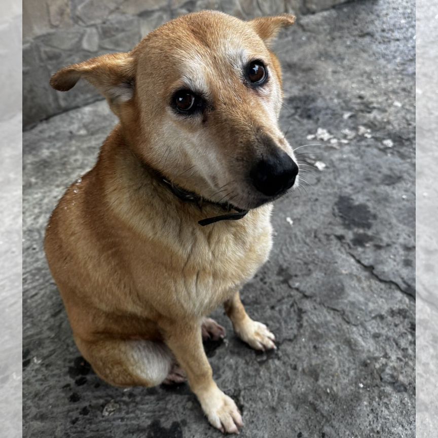 Взрослая собака в добрые руки