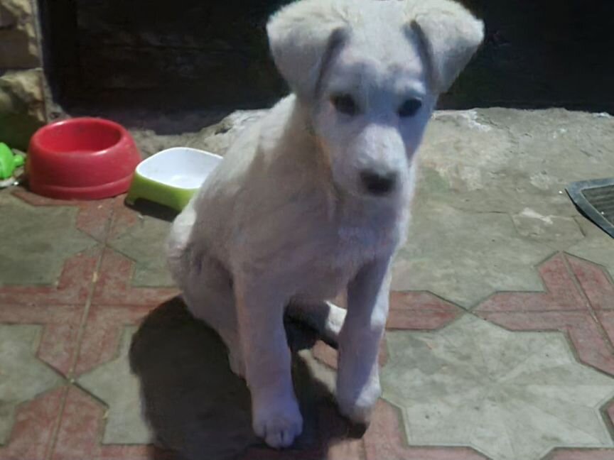 Собака в добрые руки