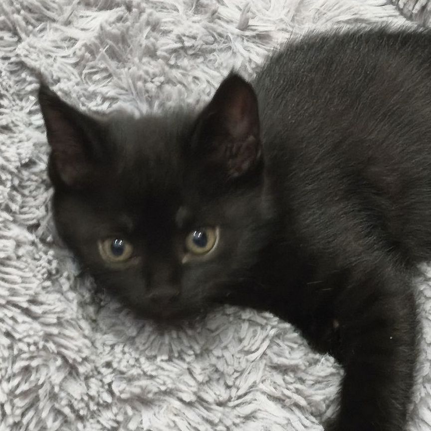Сибирский котёнок