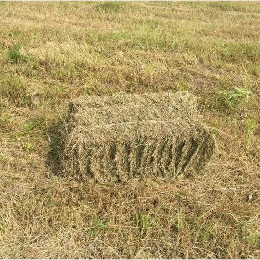 Сено в тюках