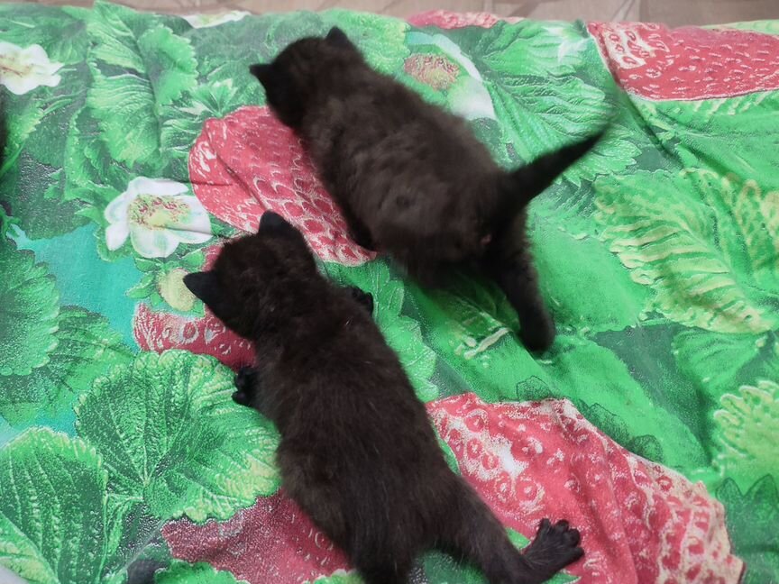 Отдам котят-девочек в добрые руки