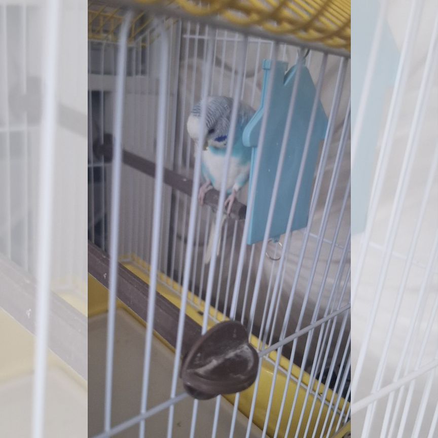 Волнистый попугай с клеткой