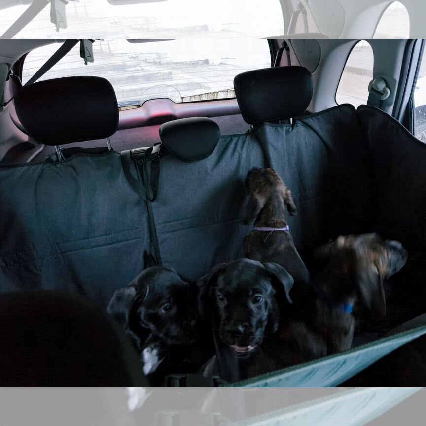 Кане-корсо, щенок