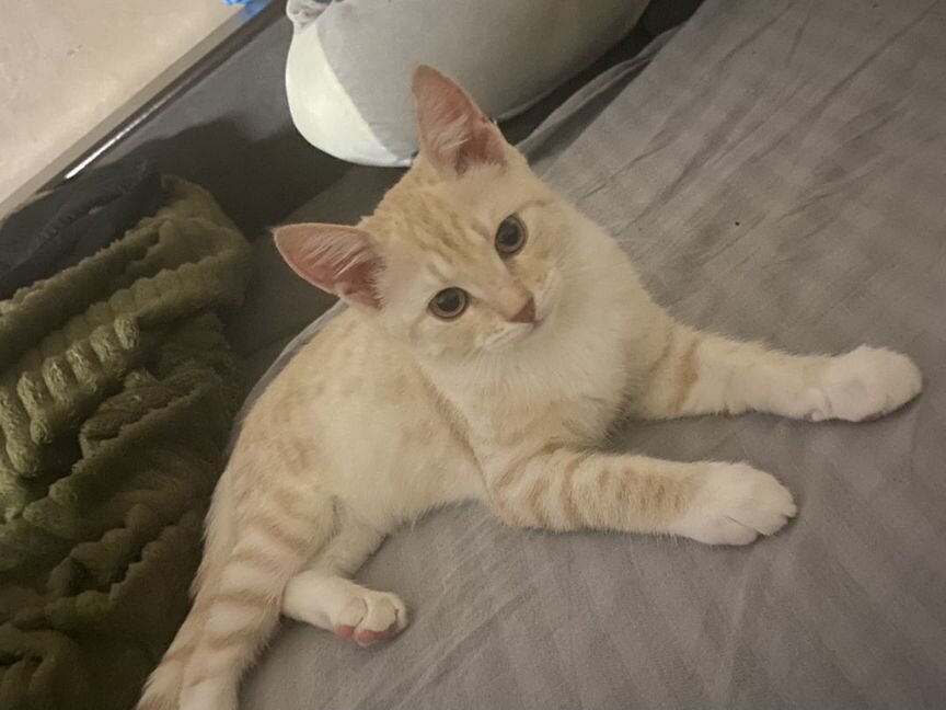 Рыжий котик