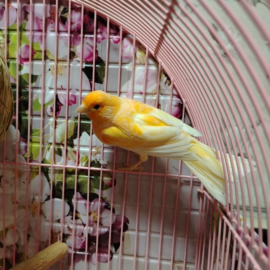 Кенарь поющий