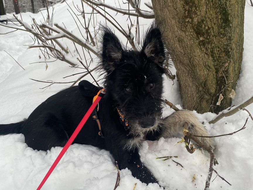 Терьер в добрые и любящие руки