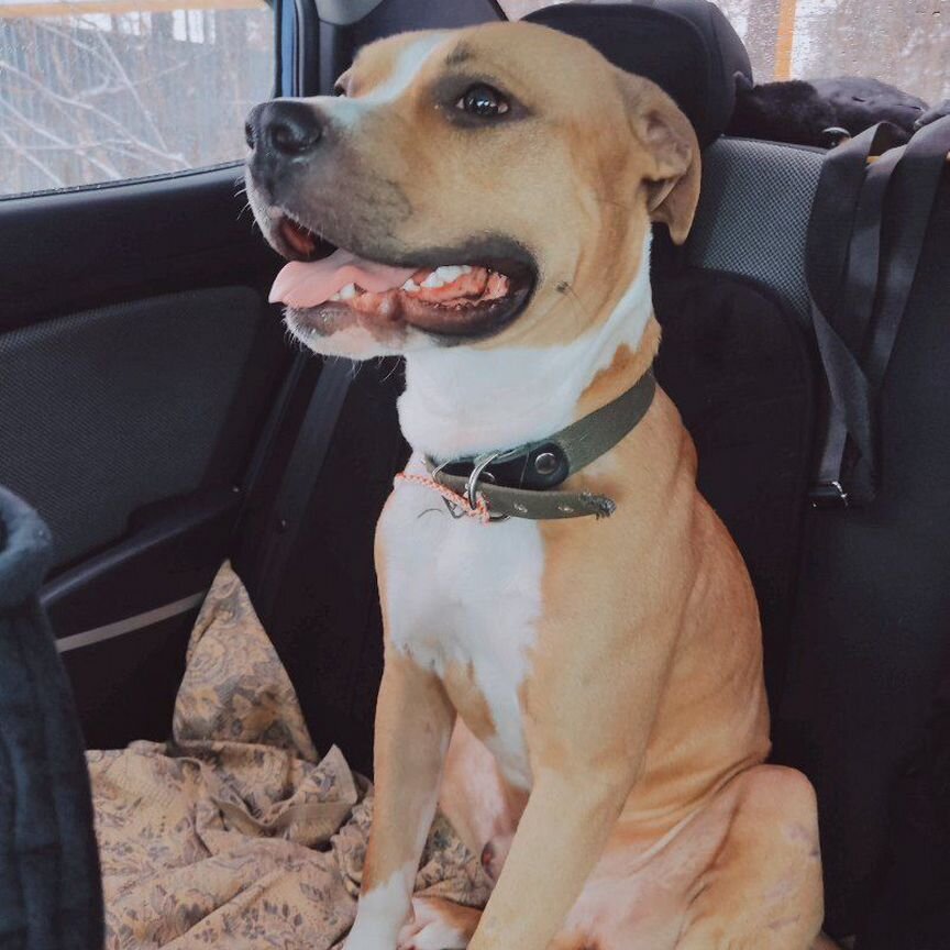 Отдам собаку в добрые руки