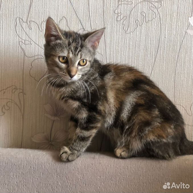 Котята в добрые руки Душечка