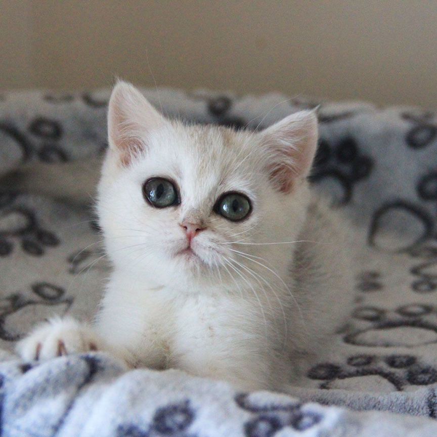 Британский короткошёрстный котёнок