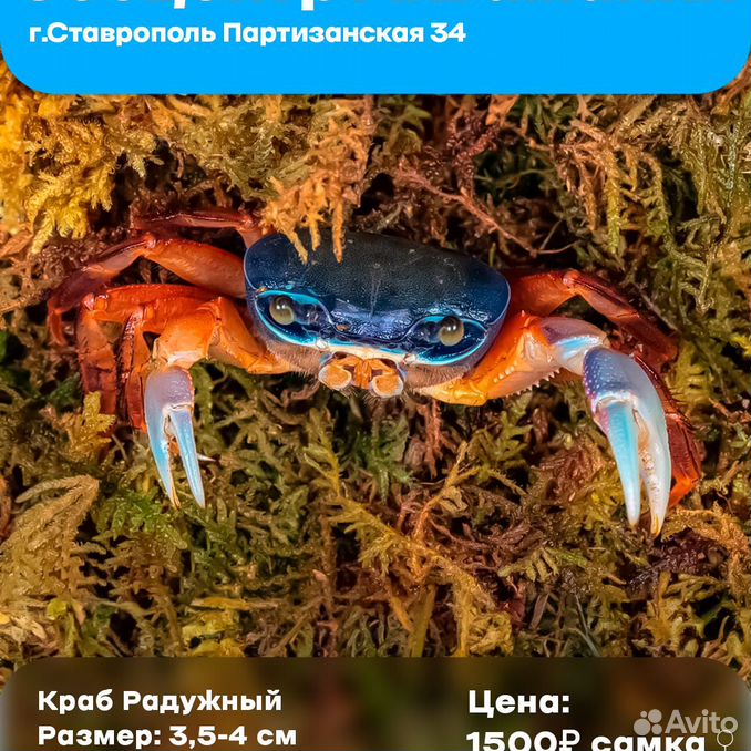Крабы (Geosesarma) и (Gecarcinidae)