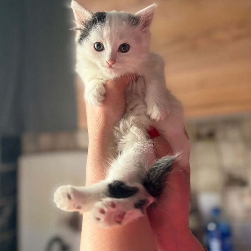 Котёнок в добрые руки