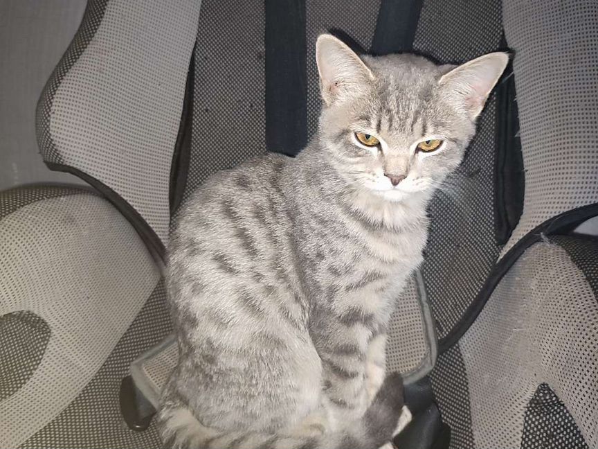 Кошка