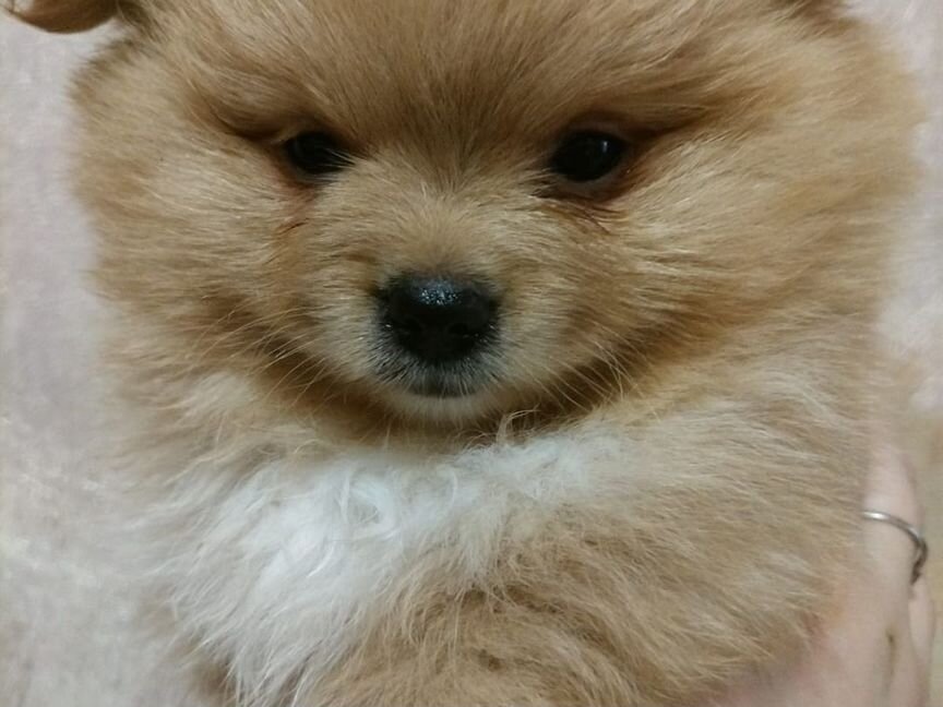 Немецкий шпиц