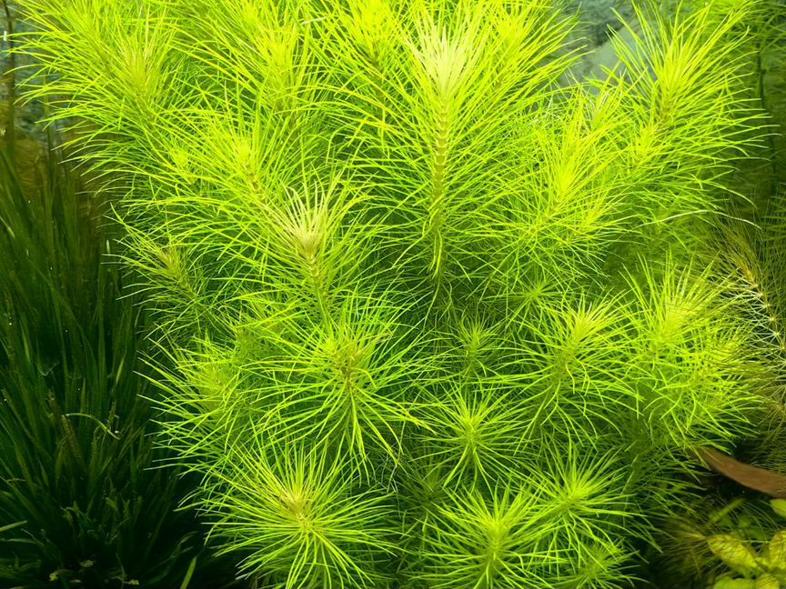 Погостемон эректус