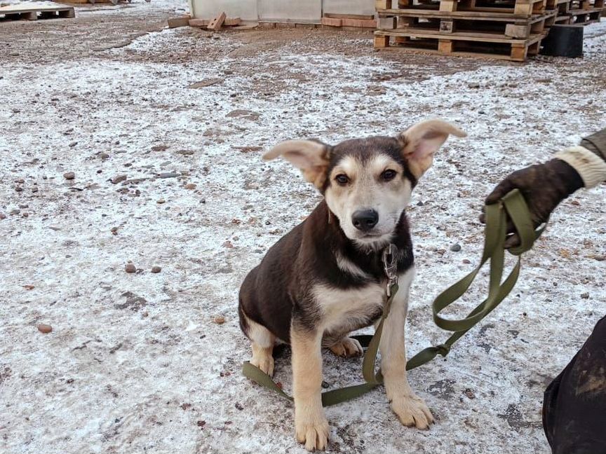 Собака в добрые руки