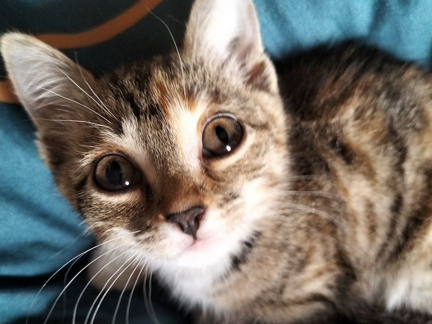 Котёнок
