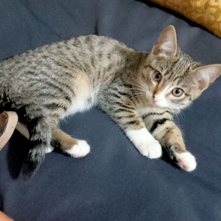 Котёнок в добрые руки