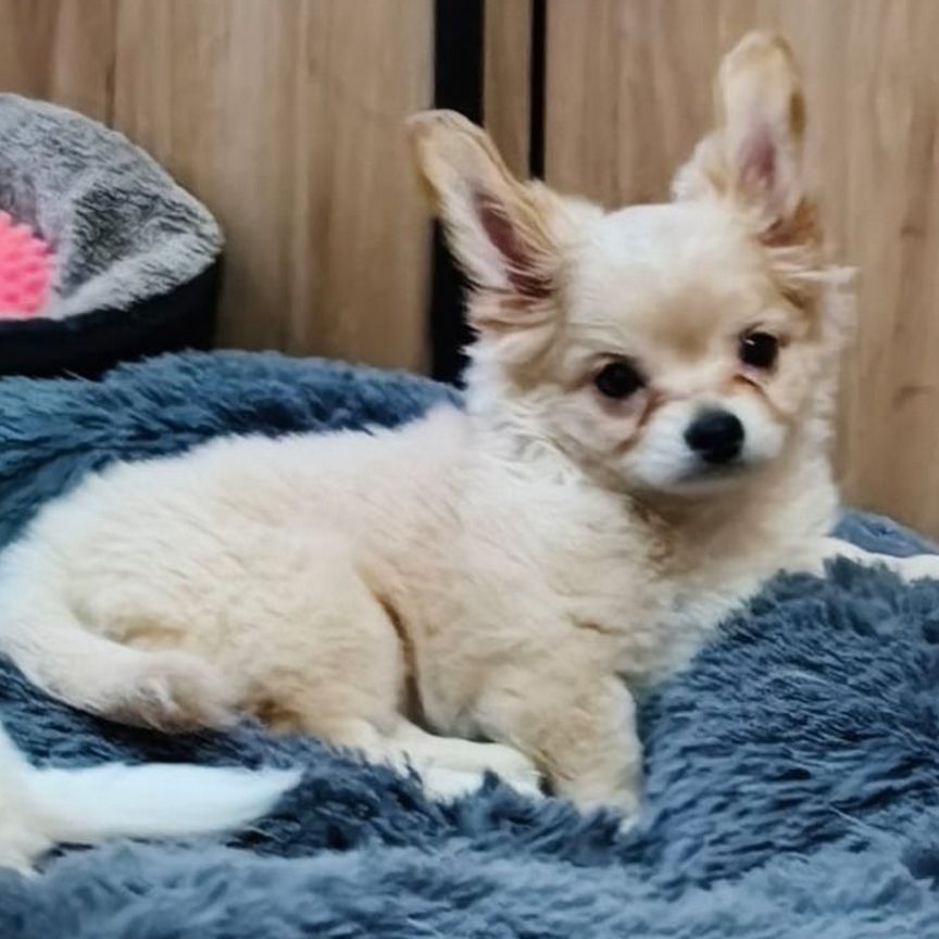 Чихуахуа, щенок