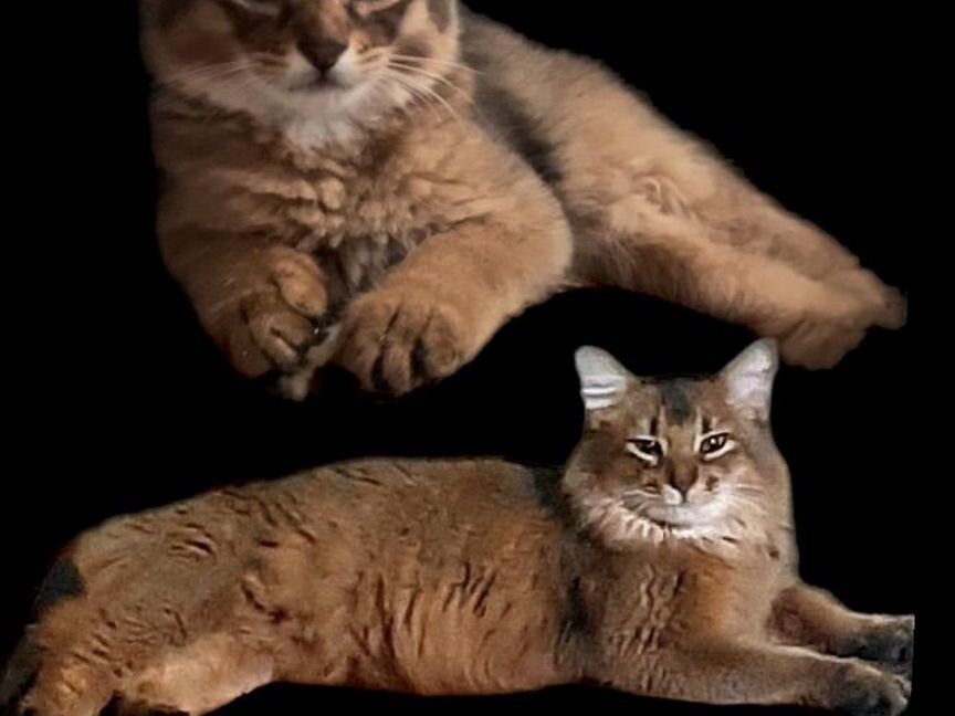 Сомалийская семья