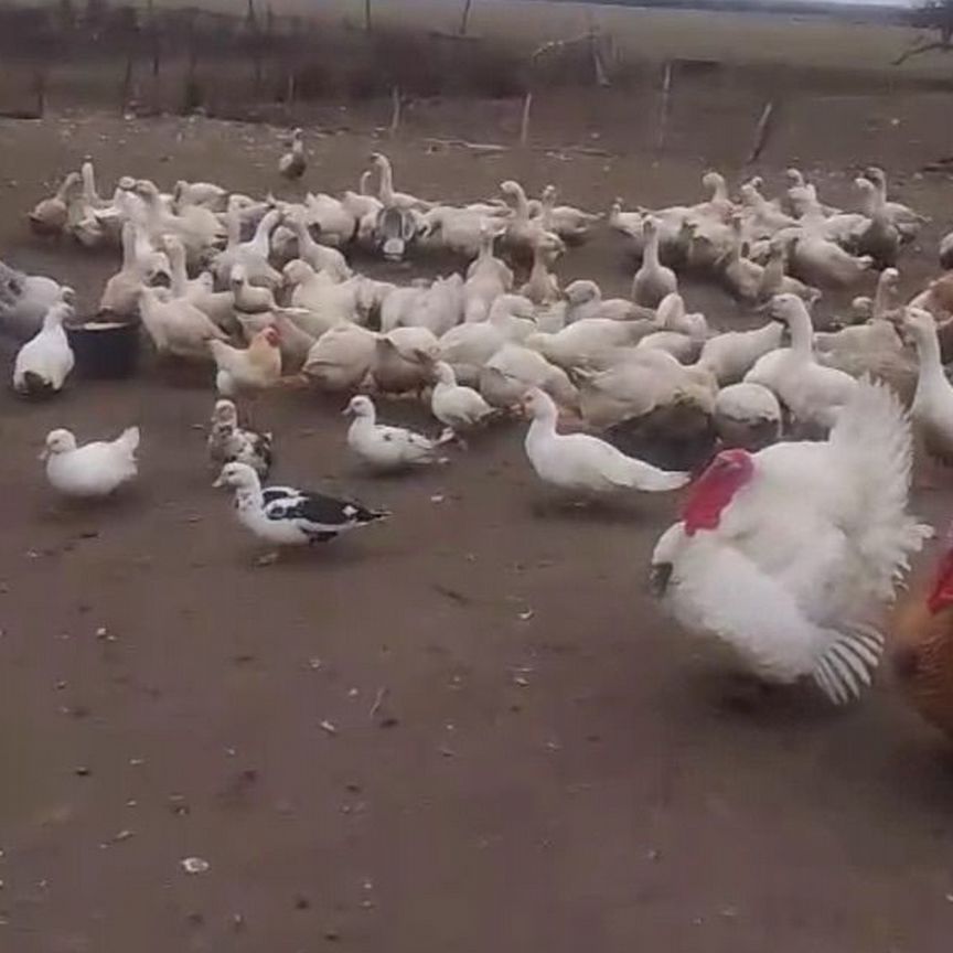 Гуси живым весом или мясом