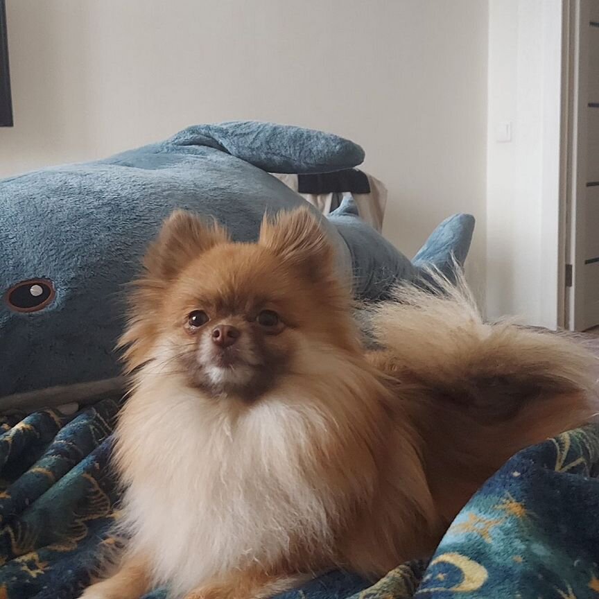 Убежала собака