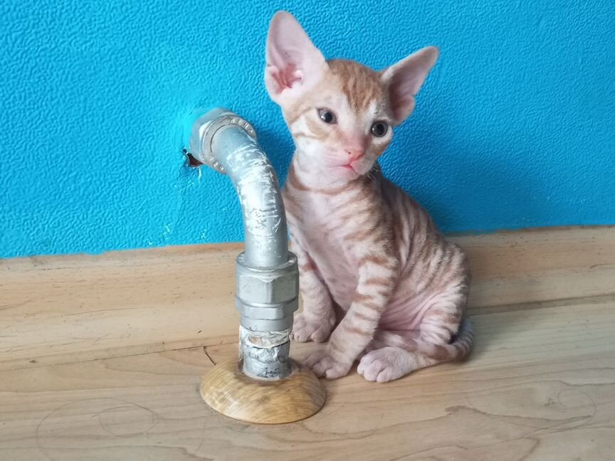 Донской сфинкс котенок велюр-браш