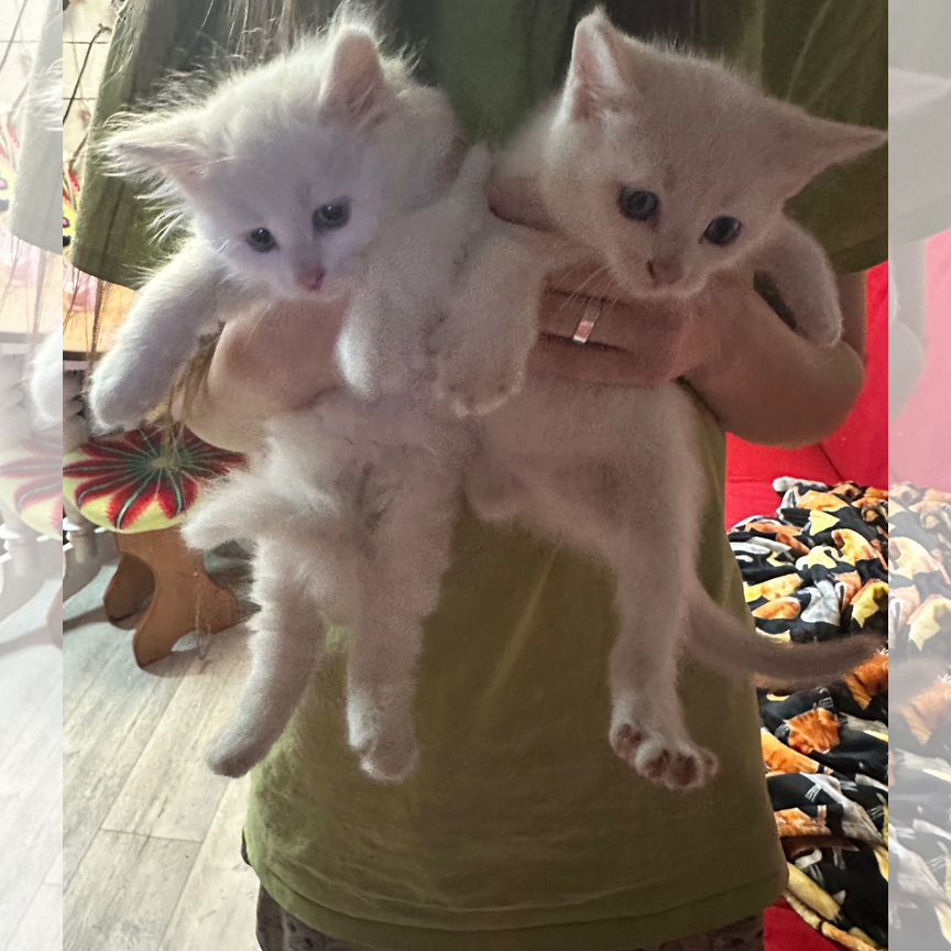 Мейн-кун котёнок