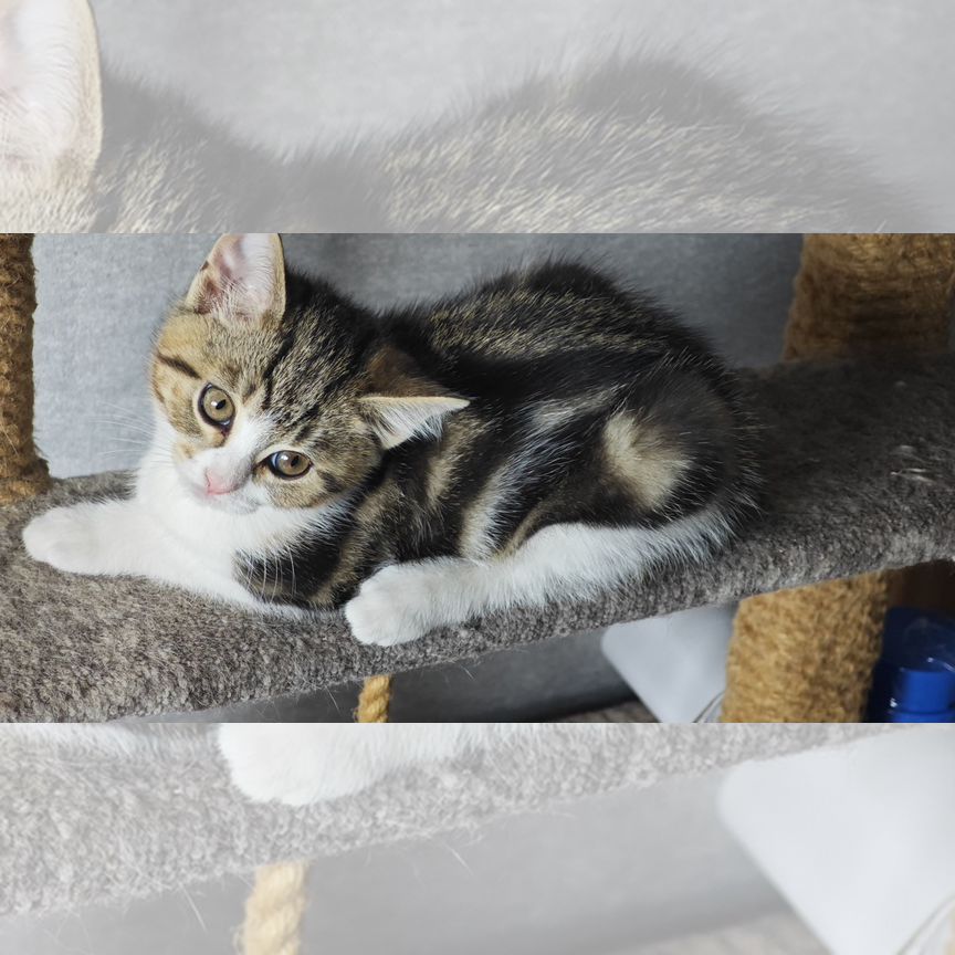 Шотландский вислоухий короткошёрстный котёнок