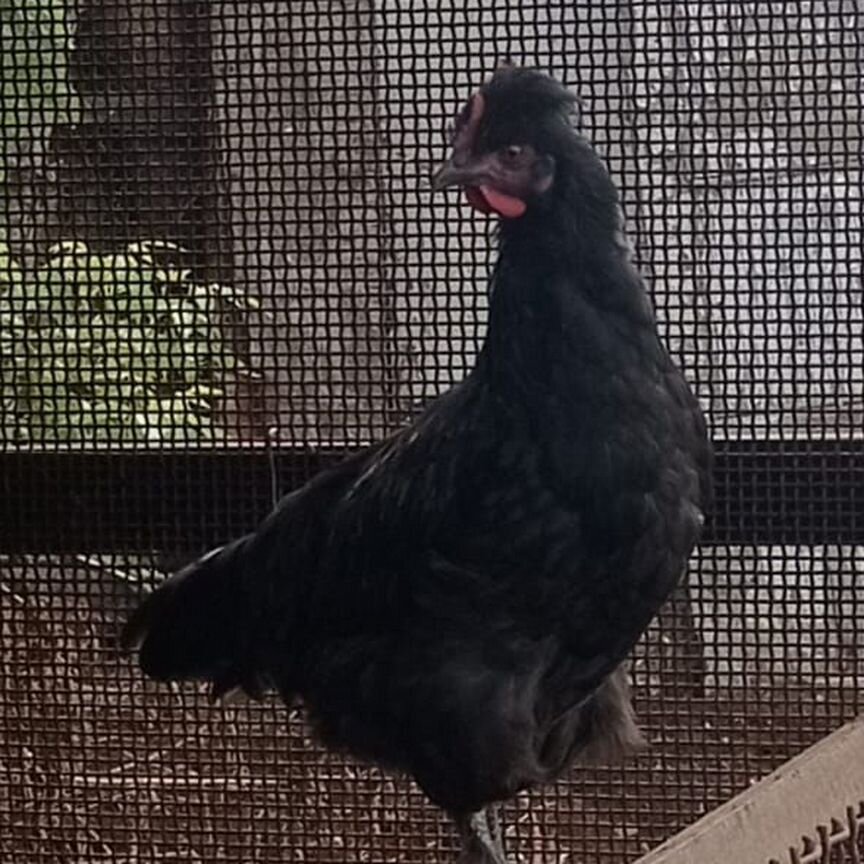 Молодые петухи