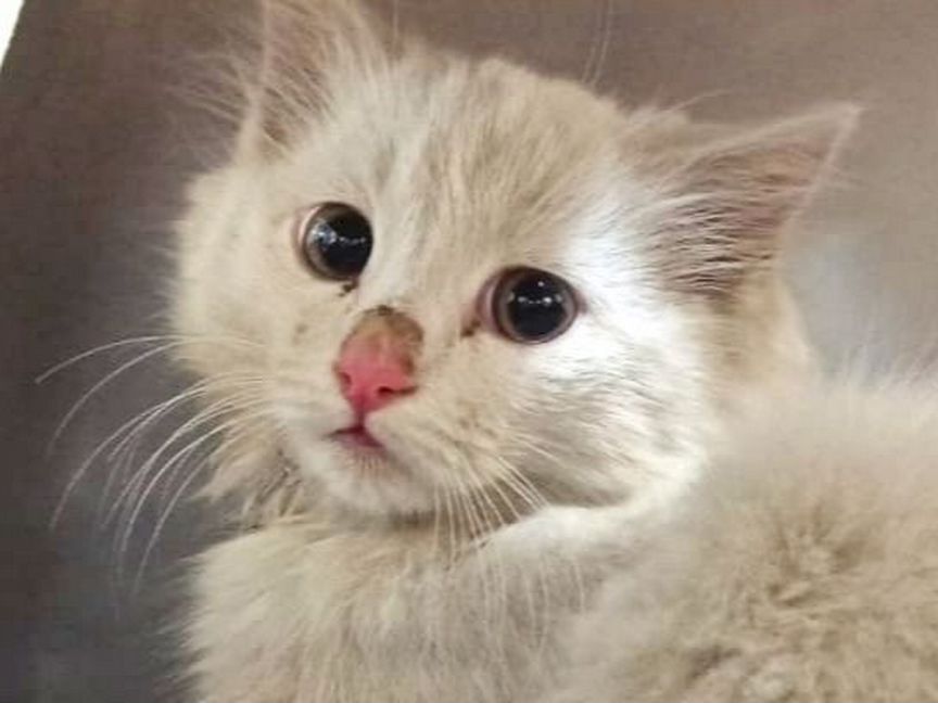 Котятам нужна помощь