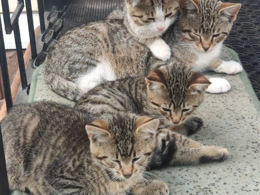 Кошка в дар бесплатно