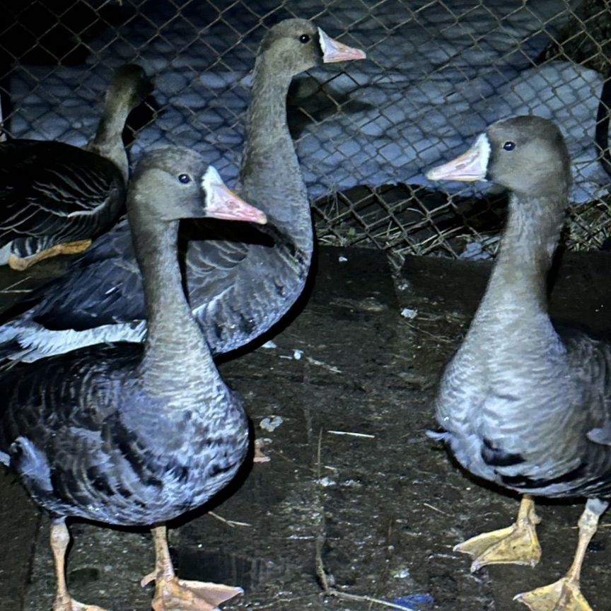 Дикий гусь, подсадной гусь, гуси для охоты