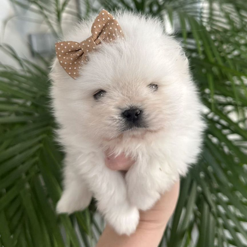 Померанский шпиц, щенок