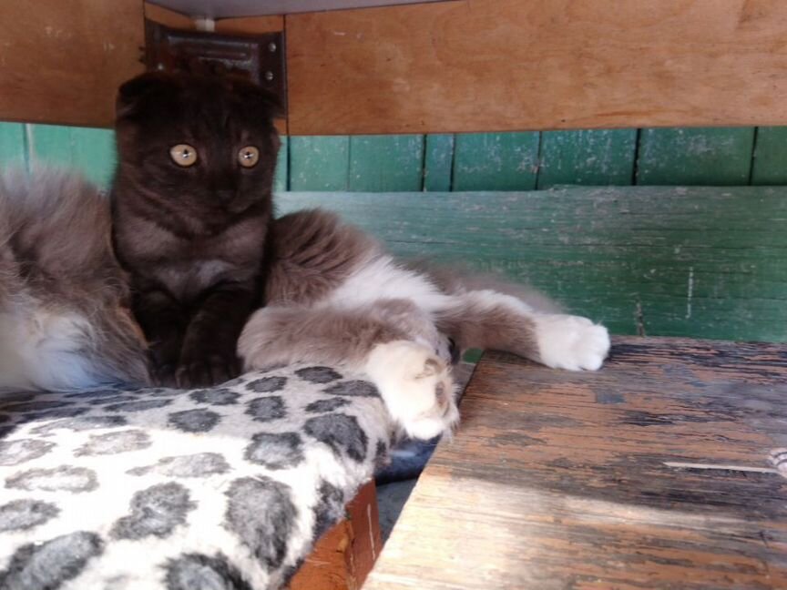 Вислоухие котята в добрые руки