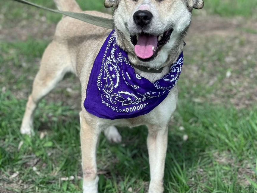 Собака в добрые руки