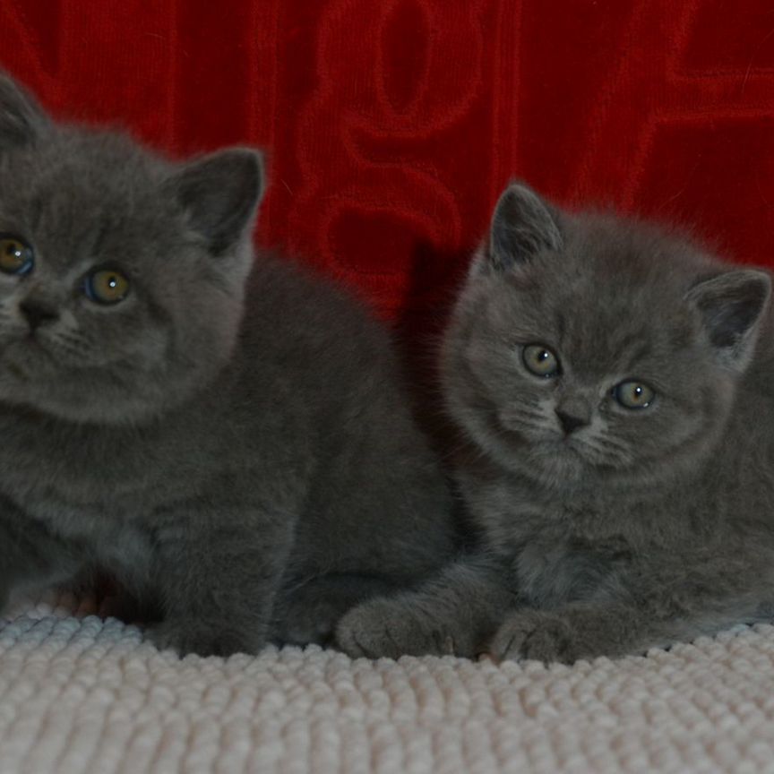 Британский кот