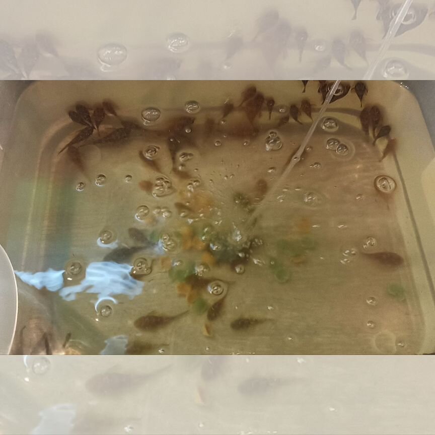 Анциструс обыкновенный