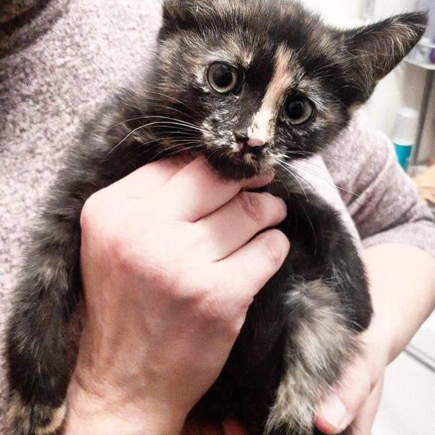 Трехцветная котенок-девочка, 2,5 месяца