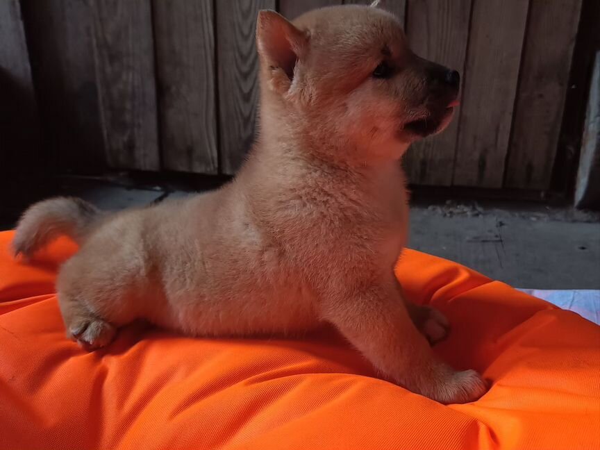 Сиба Ину щенки