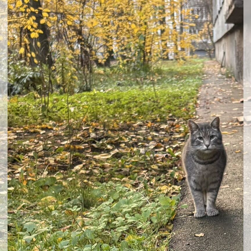 Взрослый кот в добрые руки