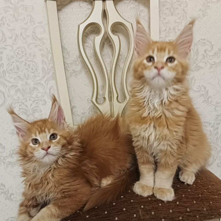 Котята мейн-кун