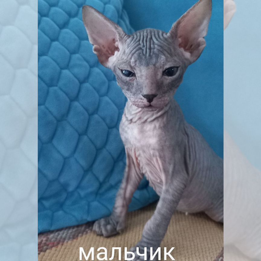 Донской сфинкс котёнок
