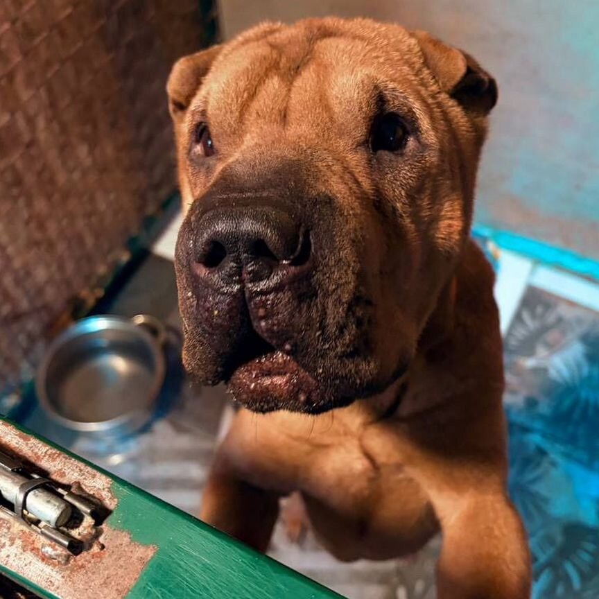 Шарпей, взрослый пёс