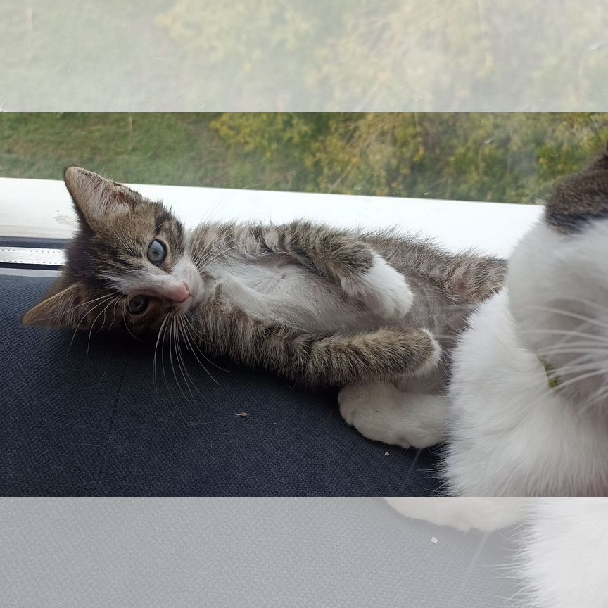 Котята в добрые руки