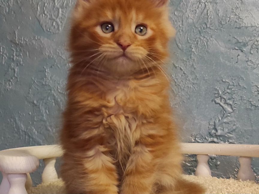 Ну очень красные котята