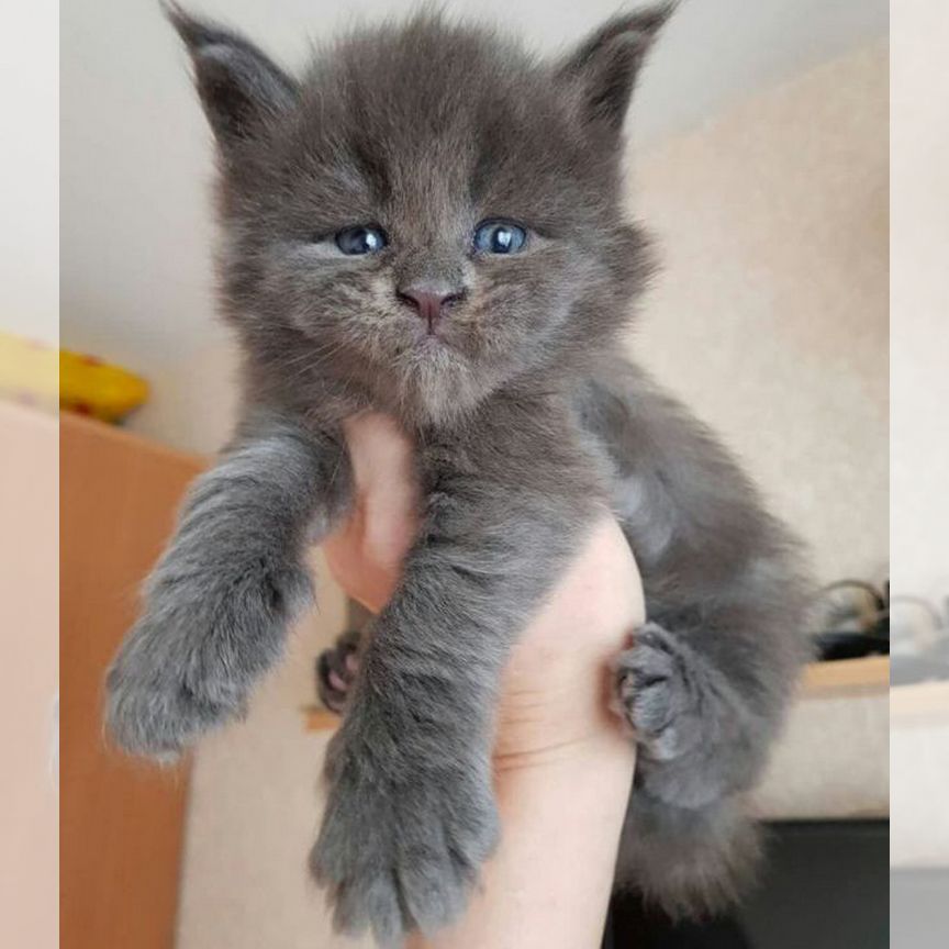 Котёнок Мейн Кун