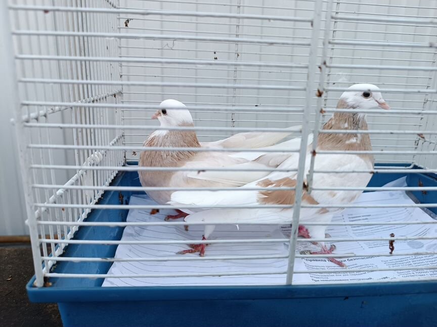 Продажа голубей